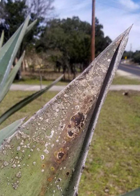 Sperry: Scale insects wreaking havoc with agave plant | Local ...