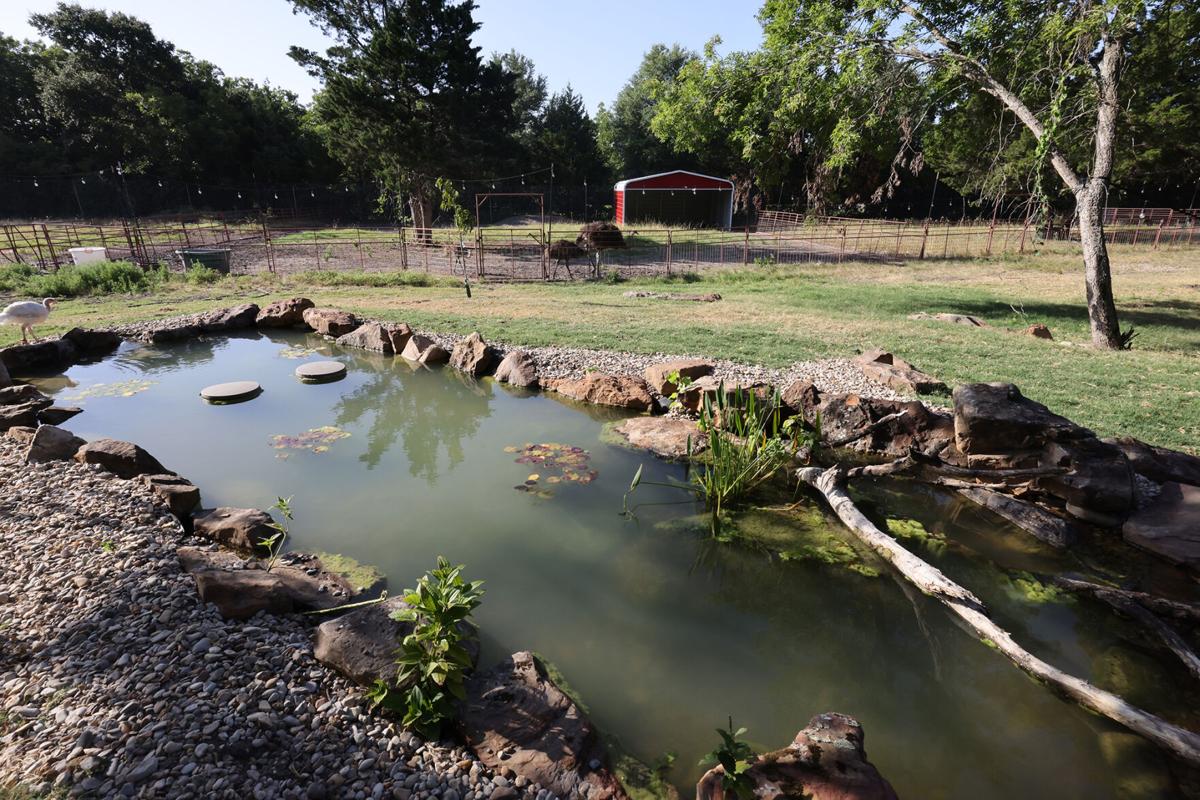 Urban Rescue Ranch in Waco grows from BU grad's backyard