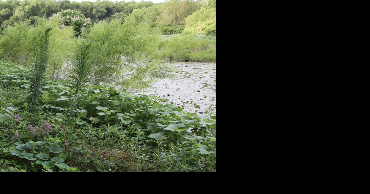 Waco-area news briefs: Zoo staff offering night tours of Lake Waco Wetlands