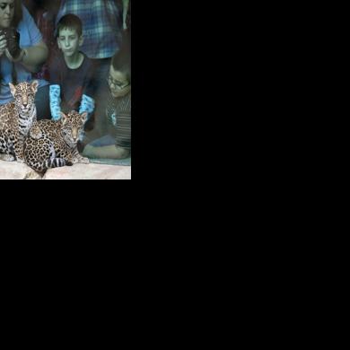 Jaguar cubs, tiger among Waco zoo's newest additions