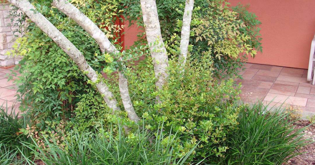 Neil Sperry: Yaupon holly coming back from roots