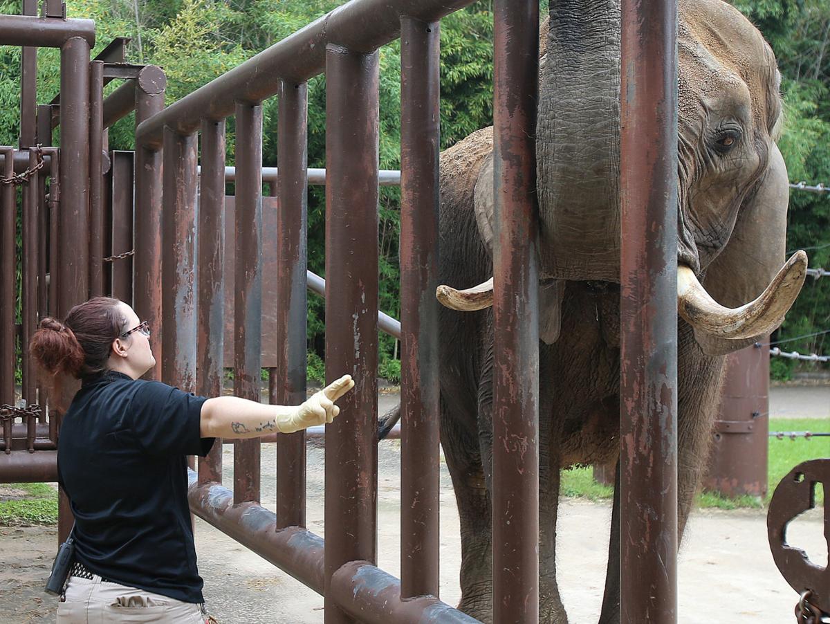 Aged tiger, elephant die Thursday at Cameron Park Zoo