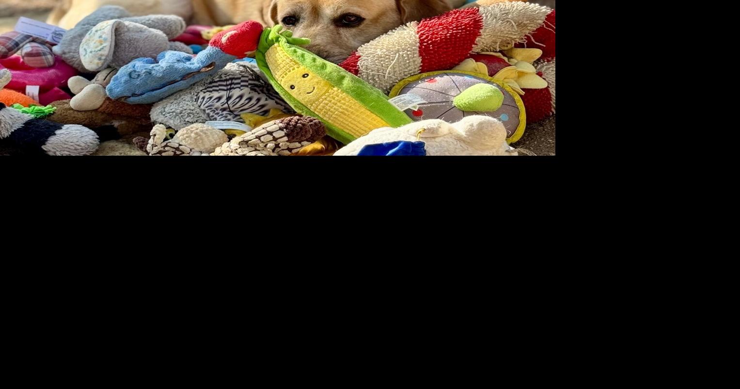 A few gifted dogs can learn toy names by overhearing humans