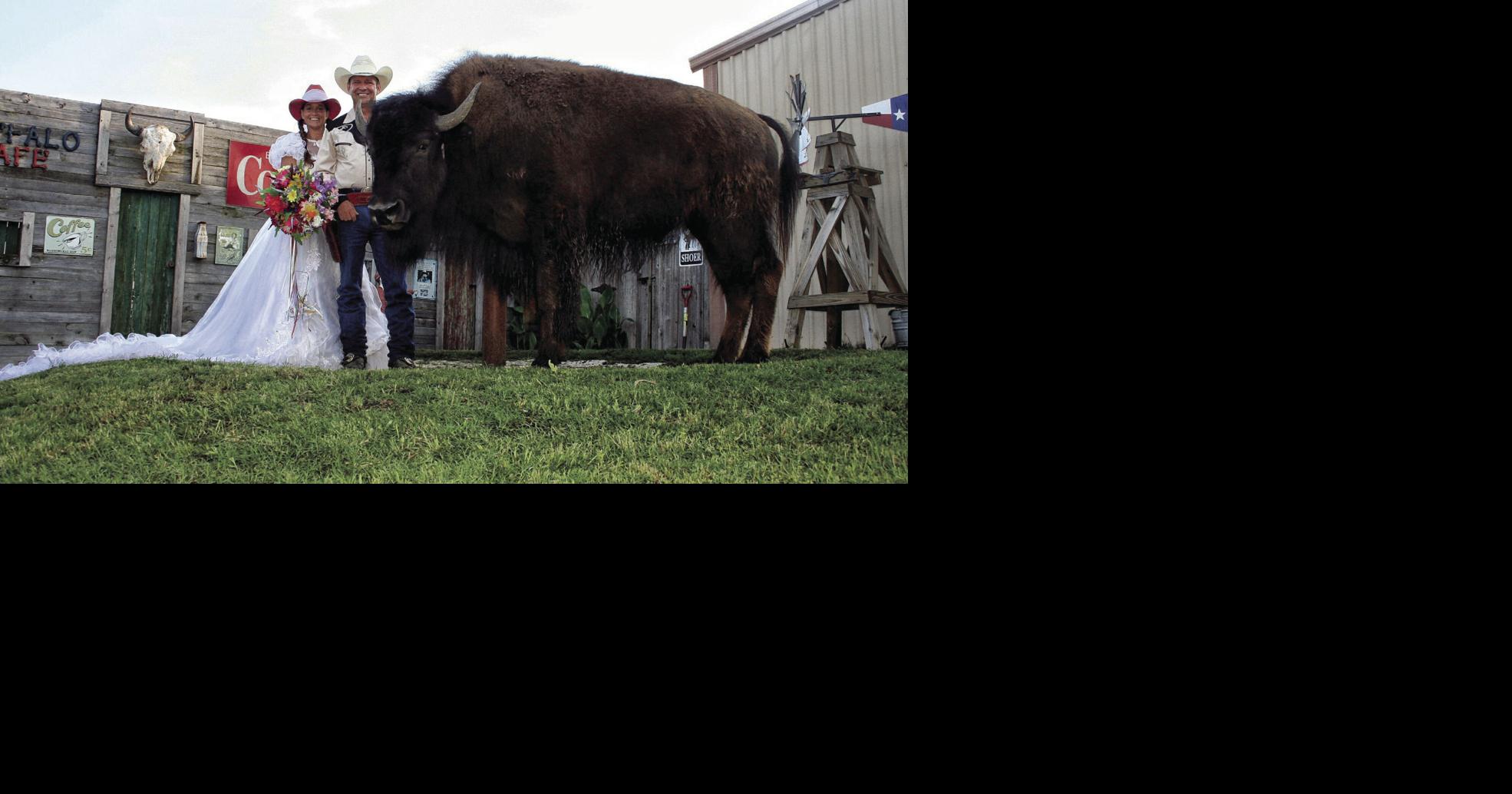 ‘World’s largest house pet’ — Quinlan couple allows domesticated bison ...