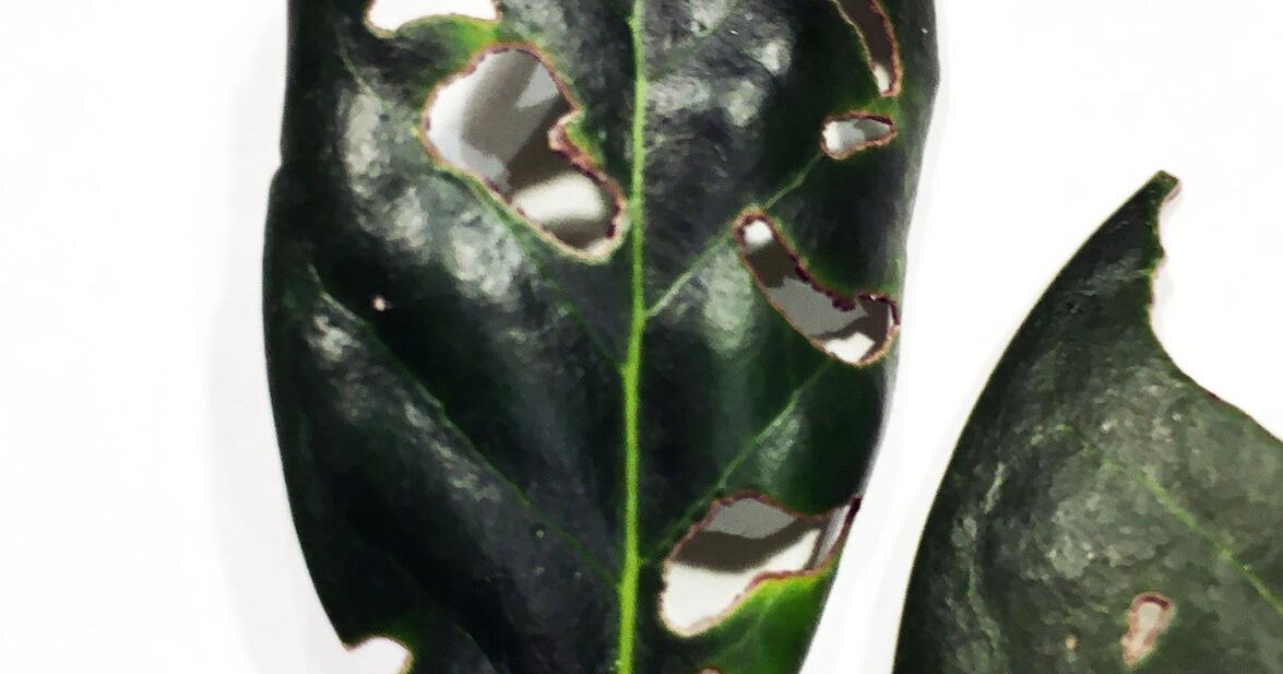 Neil Sperry: Cranberry rootworm beetle damaging leaves