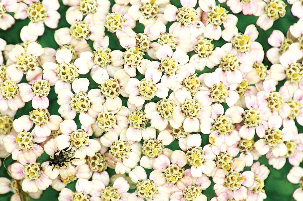 Garden: Invasive and rude plants
