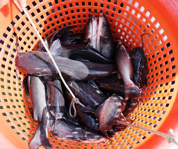 Buena Vista Park gets catfish infusion