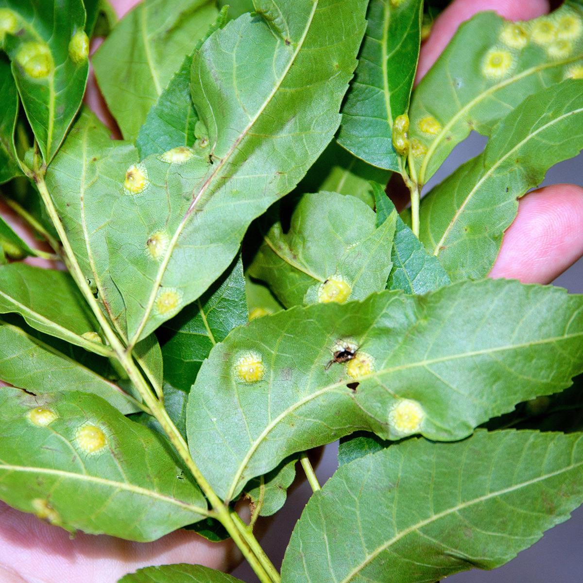 Sperry: Pecan tree drops leaves due to galls | Local | wacotrib.com