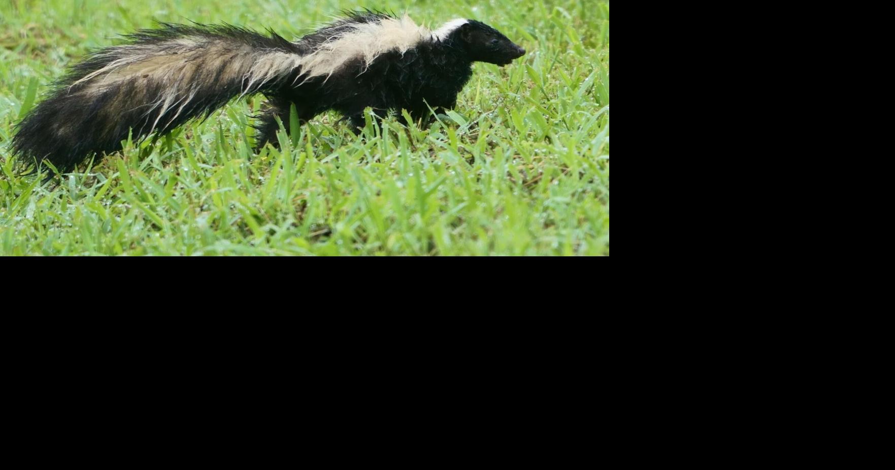 Outdoors: Dogs and skunks can raise a stink