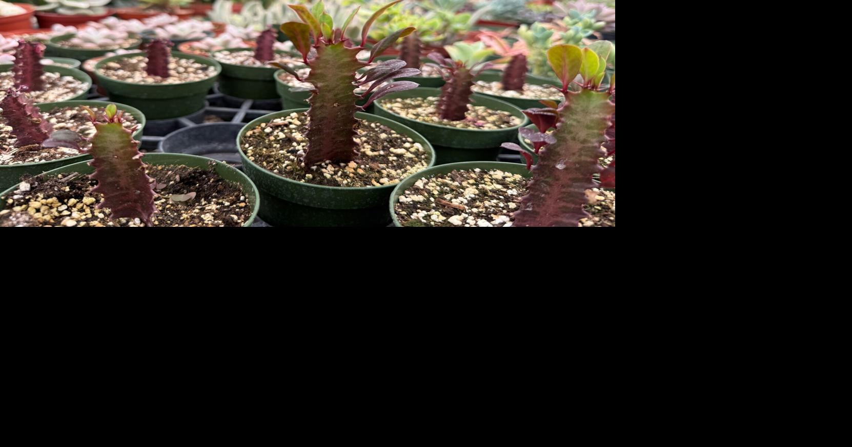 Tips for choosing big, bold indoor succulents