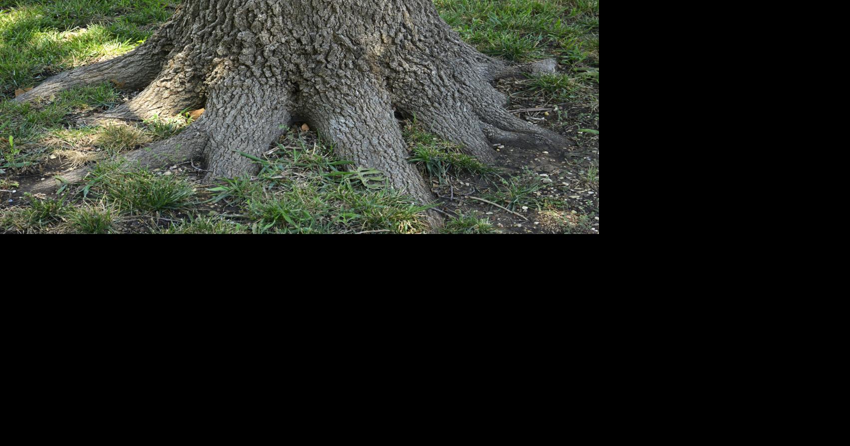 Pecan hulls OK as mulch, but don't till them into the soil