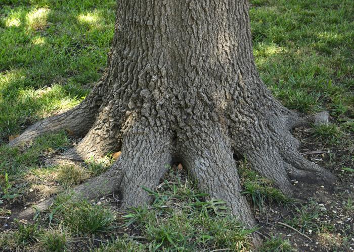 Pecan hulls OK as mulch, but don't till them into the soil