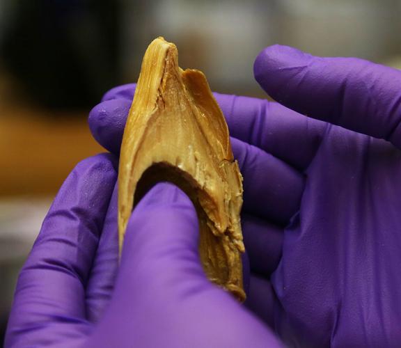 Baylor scientists: Earwax study shows humans are stressing out whales