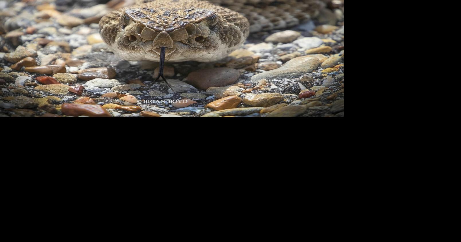 Rattlesnake Striking At Camera