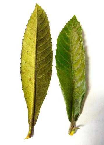 Sperry - Loquat damage culprit likely lace bugs