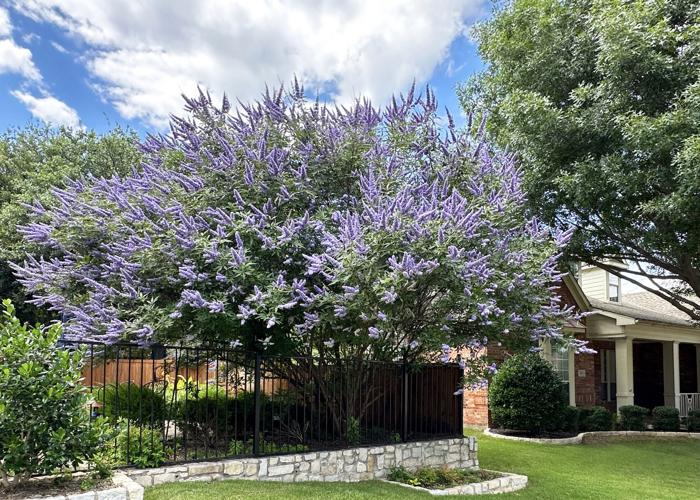 Vitex spreads wide, so probably not a good choice by HOA