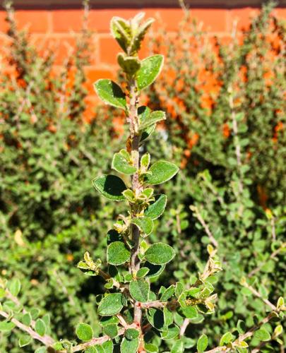 Neil Sperry: Aphids covering homeowner's gray cotoneaster plant