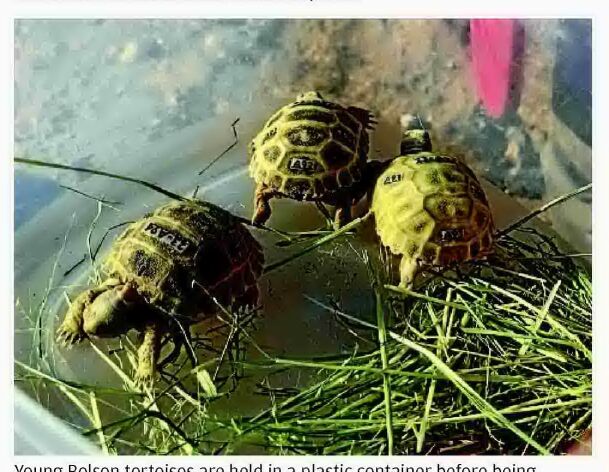 SLOW AND STEADY RACE