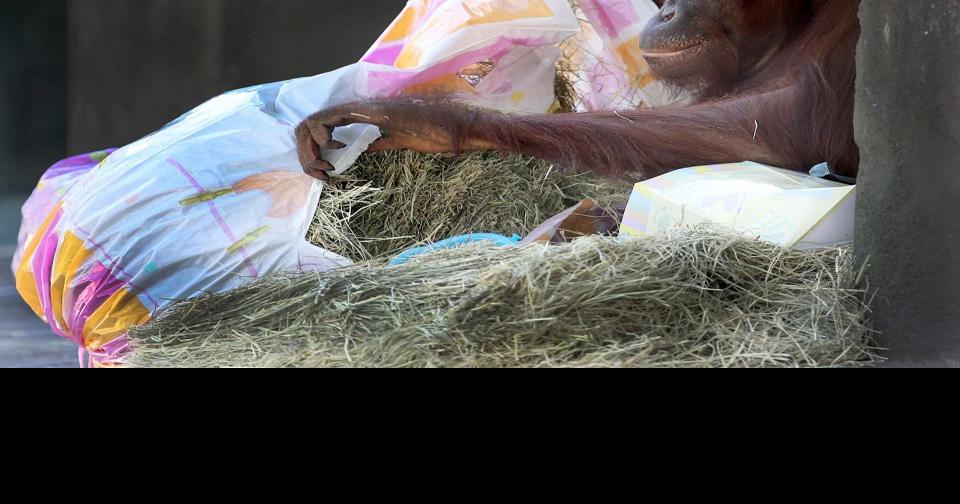 Orangutan baby shower at Cameron Park Zoo