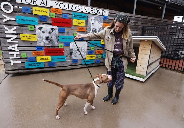 Humane Society works to save at-risk animals, battles high Waco shelter ...