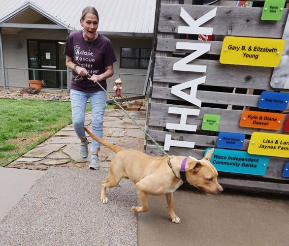 Humane Society works to save at-risk animals, battles high Waco shelter ...