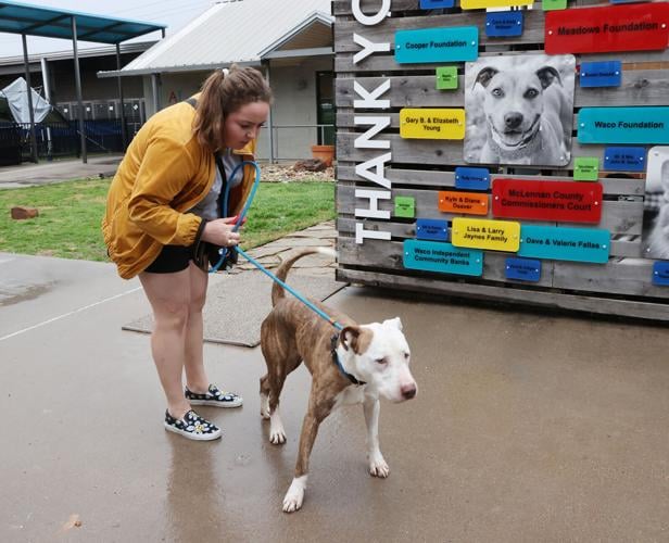 Humane Society works to save at-risk animals, battles high Waco shelter ...