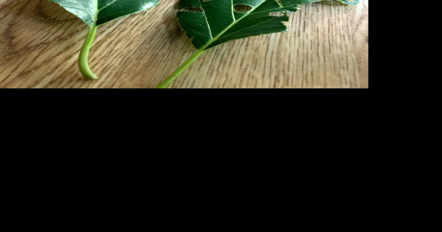 Neil Sperry: Insect chewing up leaves on avocado plant