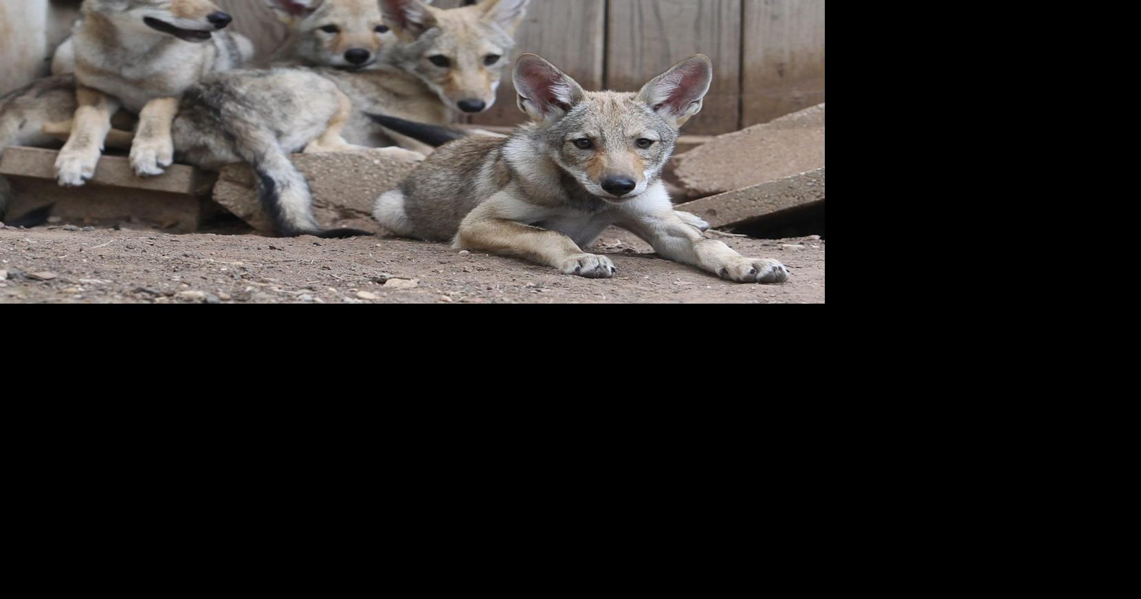 Waco zoo welcomes new arrivals
