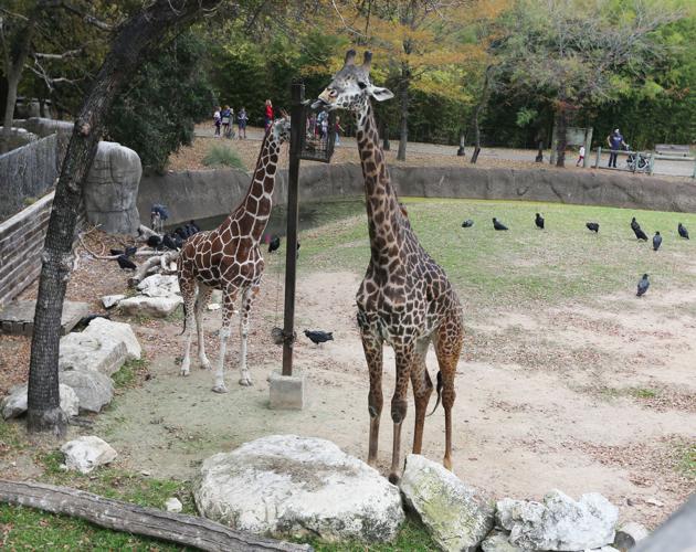 Zoo fixtures depart amid strife between zoo supporters, city leadership ...