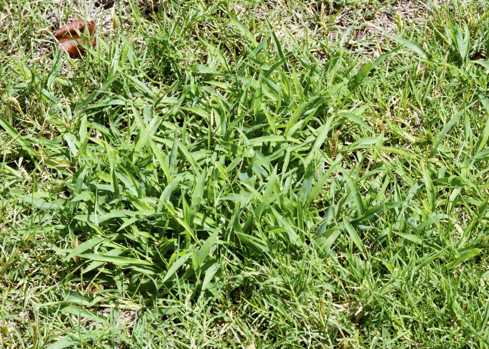 Sperry - Identify the fungus causing mushrooms in yard