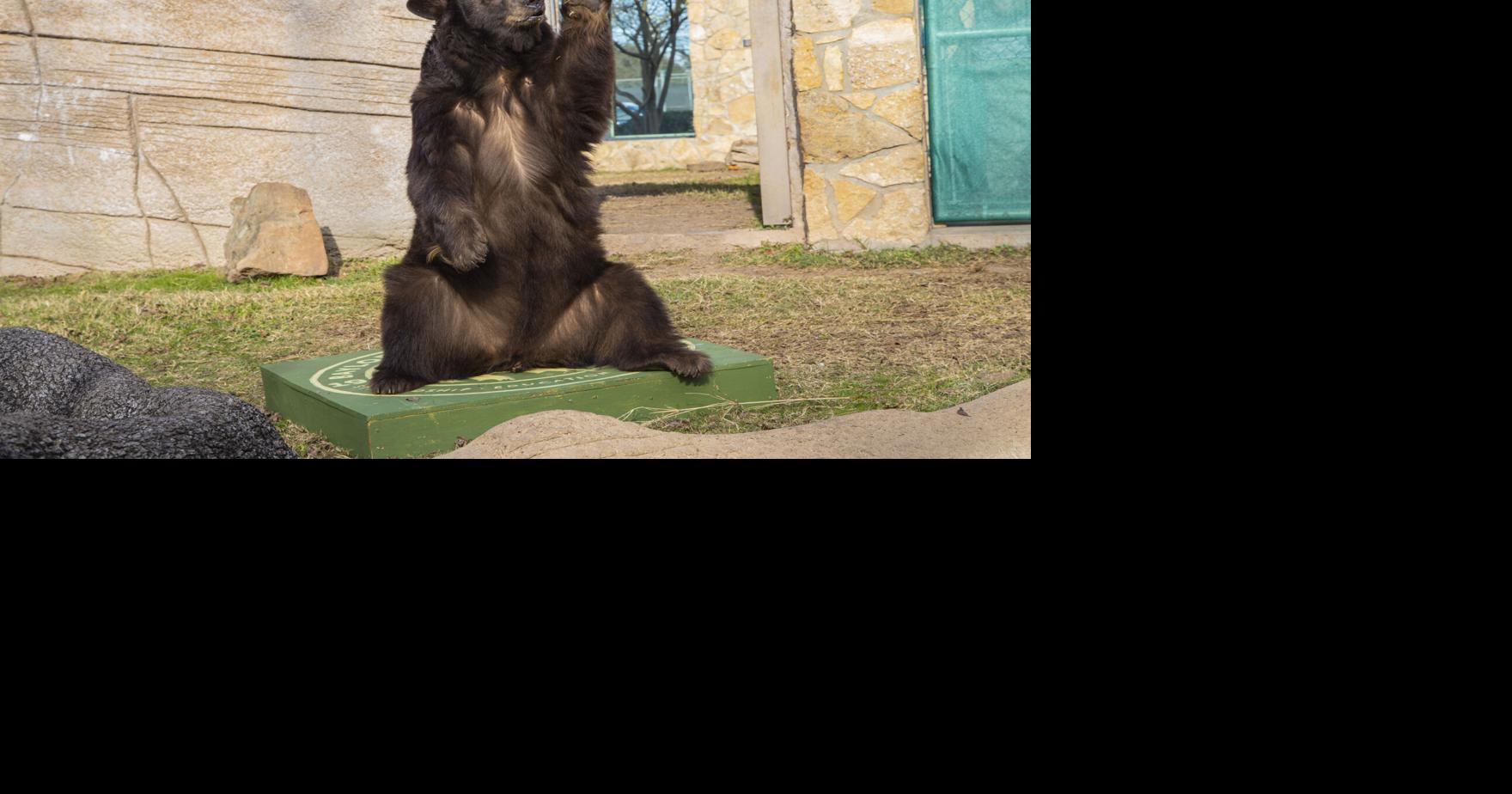 Baylor University's 'Miracle Bear' mascot, Lady, dies at 23