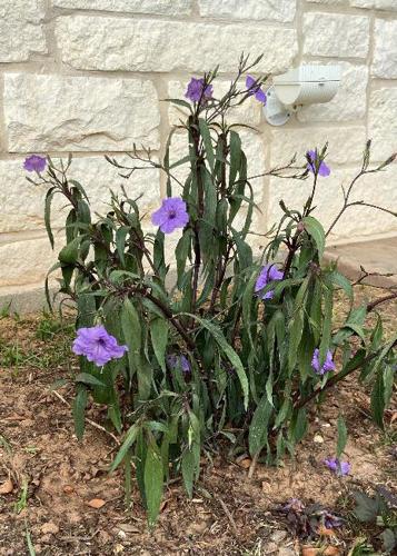 mexican petunia problems