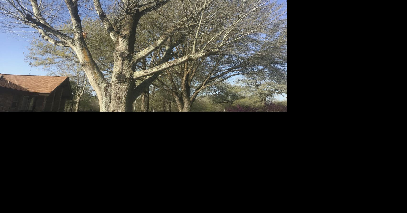 Neil Sperry: Severe tree topping leads to decay