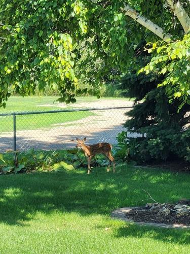 Daily News skybox art | | wahpetondailynews.com
