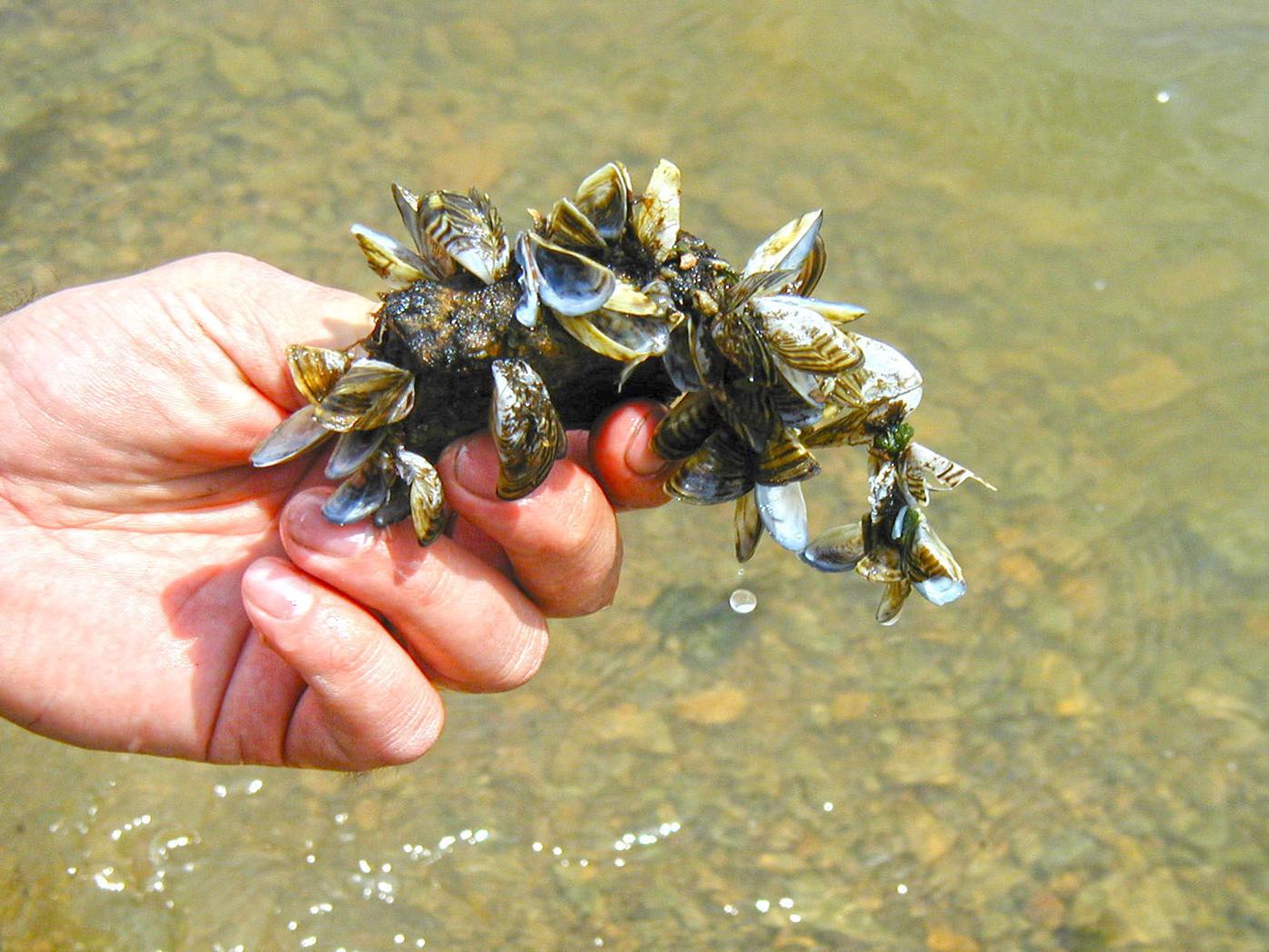how to cook zebra mussels
