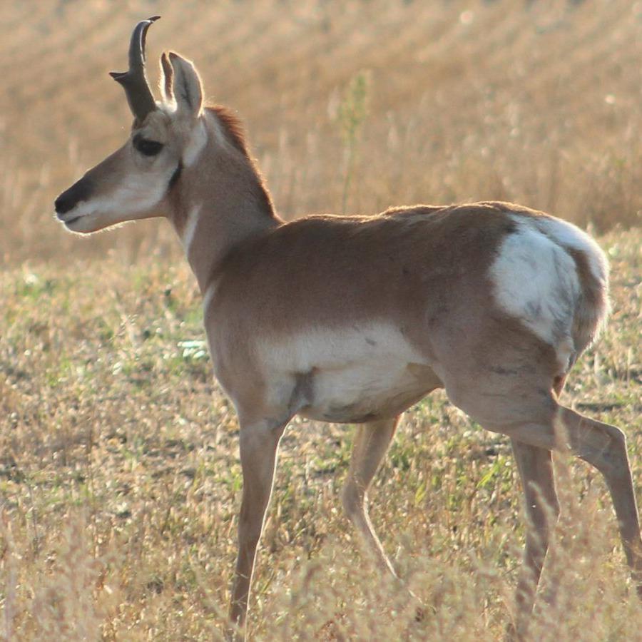 50 Pheasant Flies: The Teeny Leech | Hunting and Outdoors ...