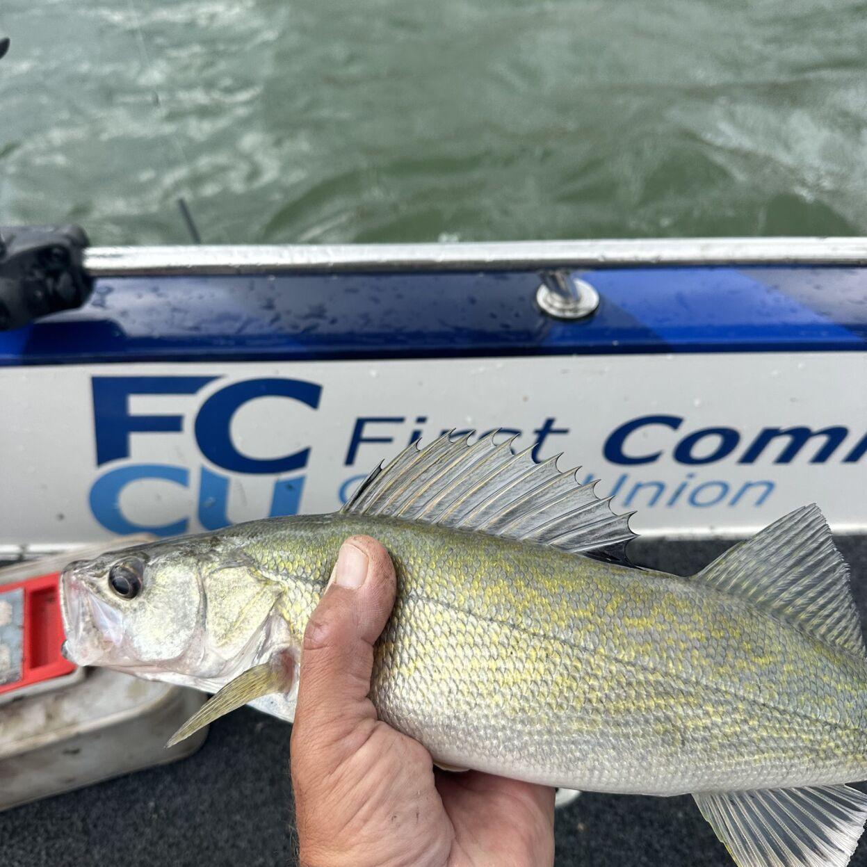 50 Pheasant Flies: The Teeny Leech | Hunting and Outdoors ...