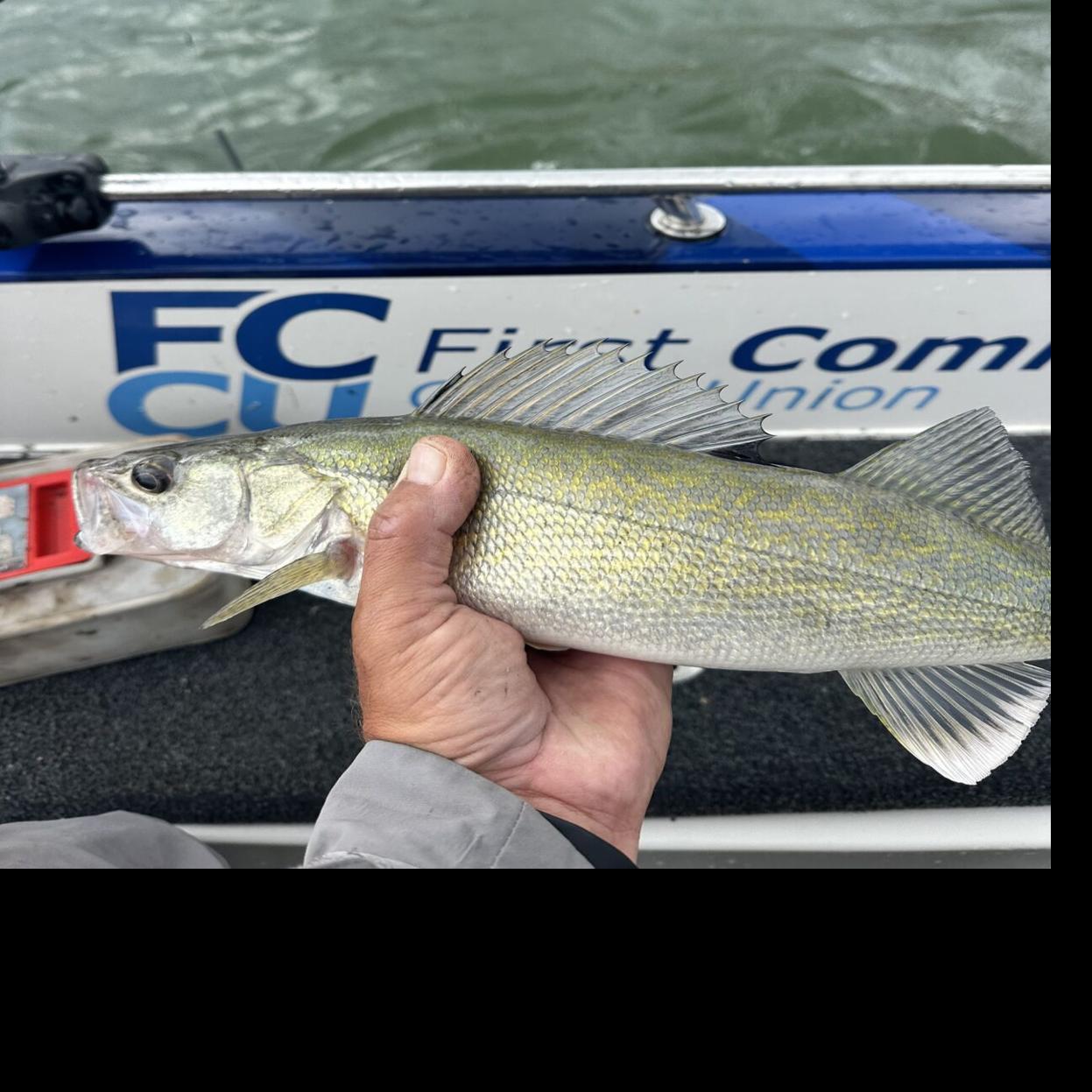 50 Pheasant Flies: The Teeny Leech | Hunting and Outdoors ...