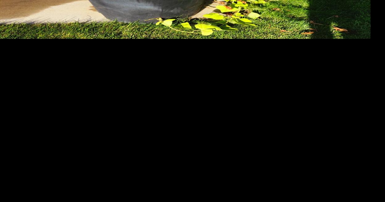 News Monitor Art | | wahpetondailynews.com