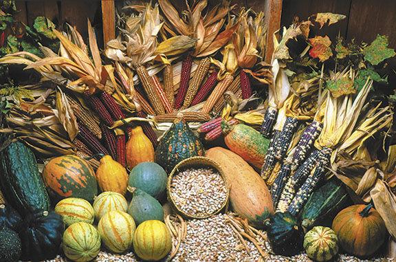 Corn, Beans, and Squash: What the Three Sisters Tell Us | Local News ...