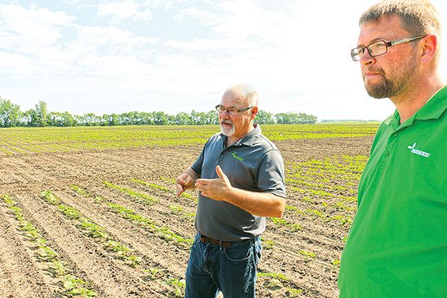 Nuseed leads sunflower research | News Monitor | wahpetondailynews.com