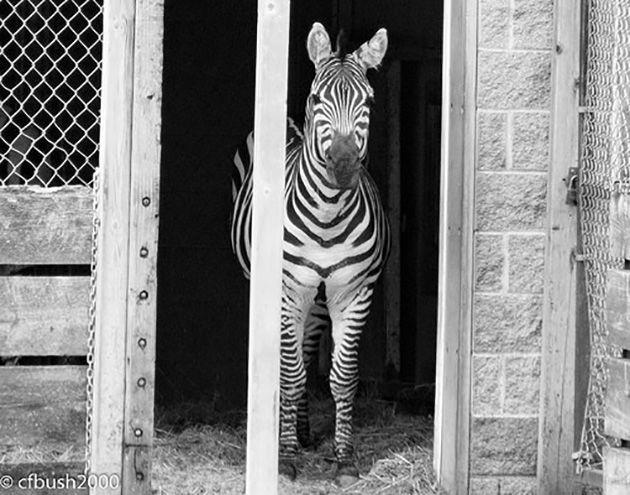 Plans, specs approved for new zebra building | Local News Stories ...