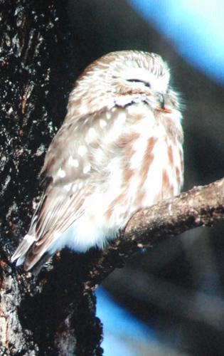 Nature photographer inspires Breck Library | Local News Stories ...