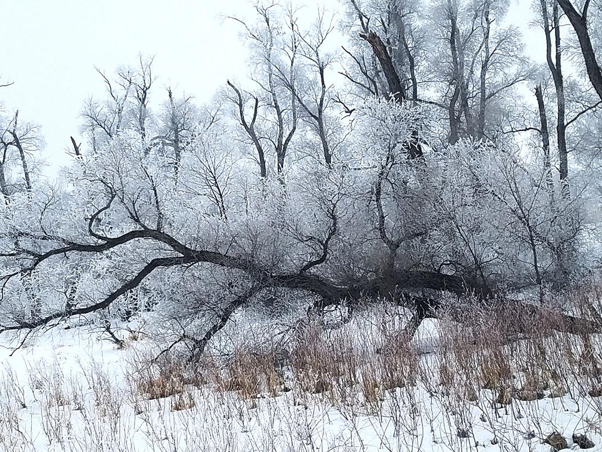 WINTER PHENOMENON of Hoarfrost | News Monitor | wahpetondailynews.com