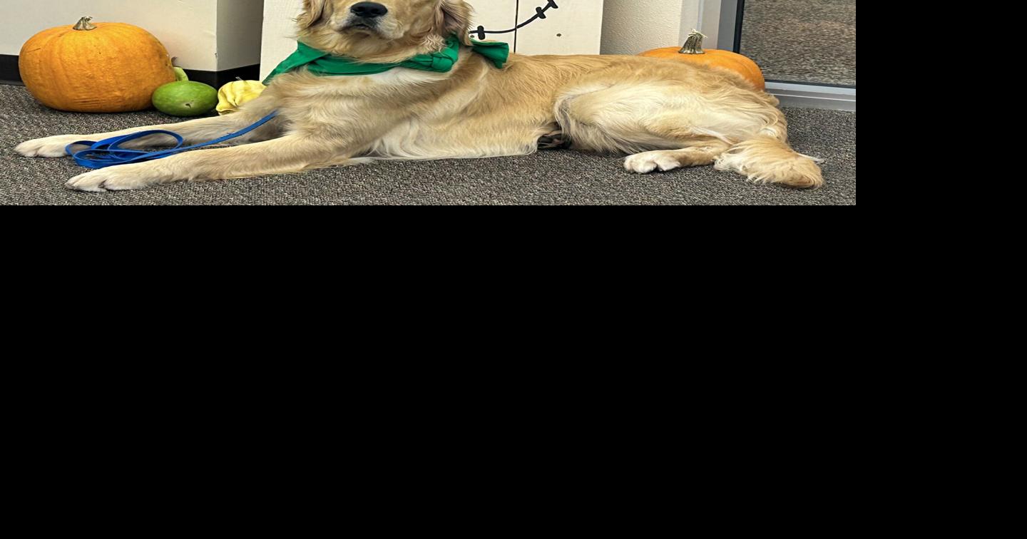 Hello Ollie | Local News Stories | wahpetondailynews.com