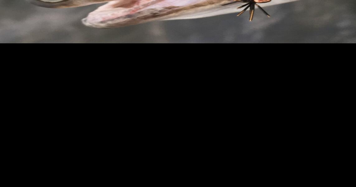 Our Outdoors: Don’t Switch, Stitch! | Hunting and Outdoors ...