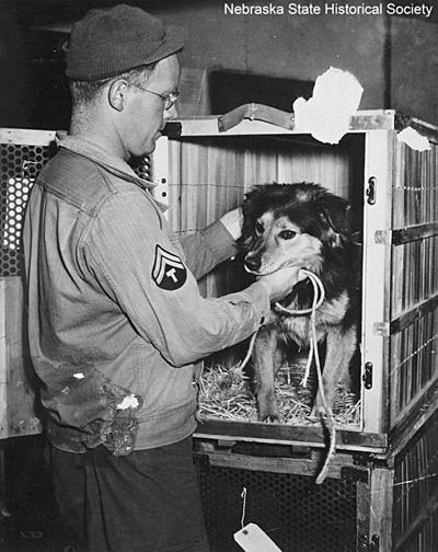 ‘Major: A Soldier Dog’ depicts collie’s WWII service | Local News ...