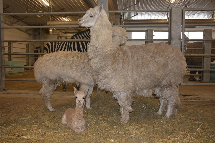 alpaca newborn