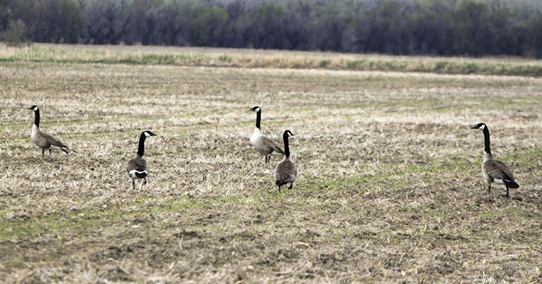 High goose numbers meet Aug. 15 start of management take season ...