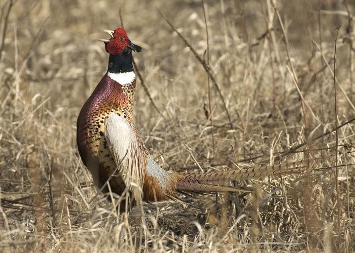 rooster pheasant crowing
